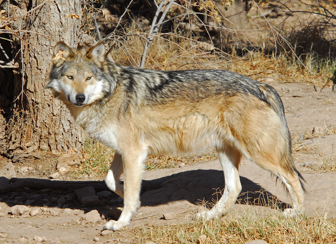 Desert Wolf Wallpaper For